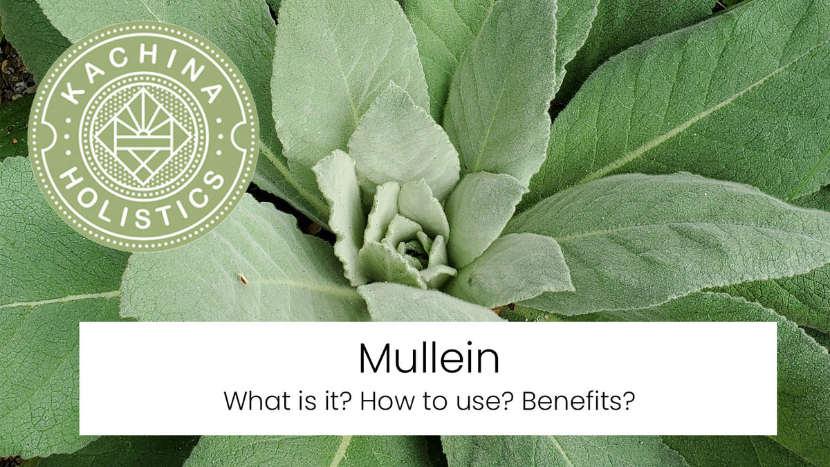 Mullein - What is it? How to Use & Benefits | Kachina Holistics