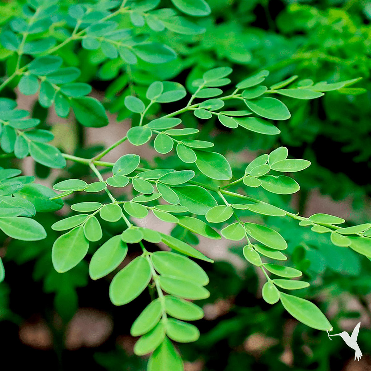 Moringa Capsules | Organic Superfood Boost – Kachina Holistics